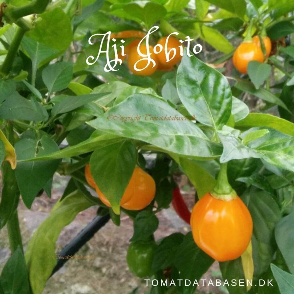 Aji Jobito | Tomatdatabasen