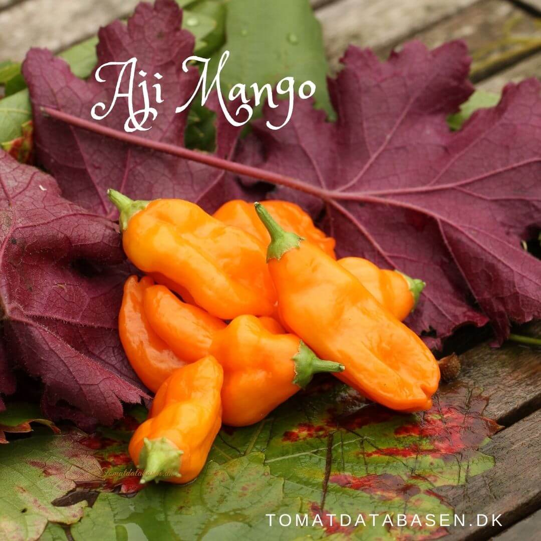 Aji Mango | Tomatdatabasen