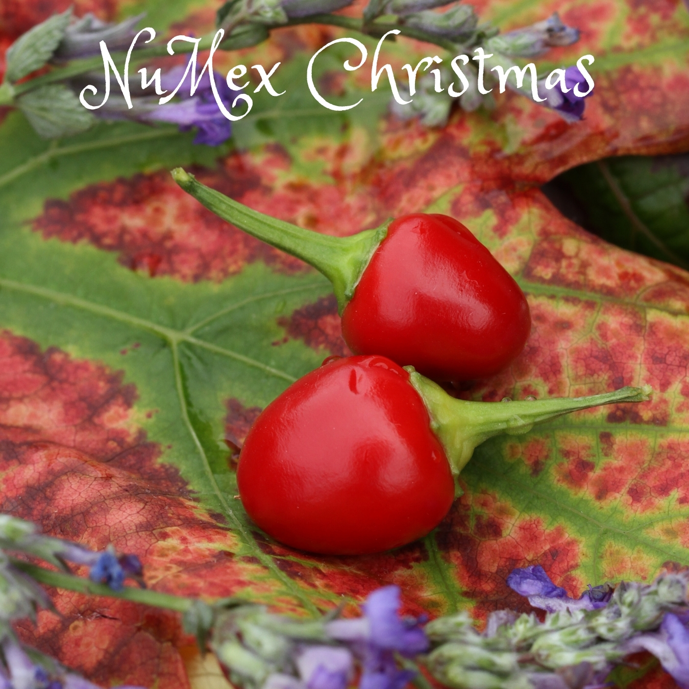 NuMex Christmas | Tomatdatabasen