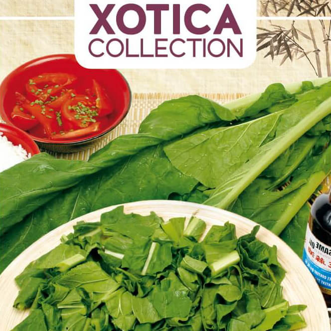 Xotica – Komatsuna, sennepspinat | Tomatdatabasen