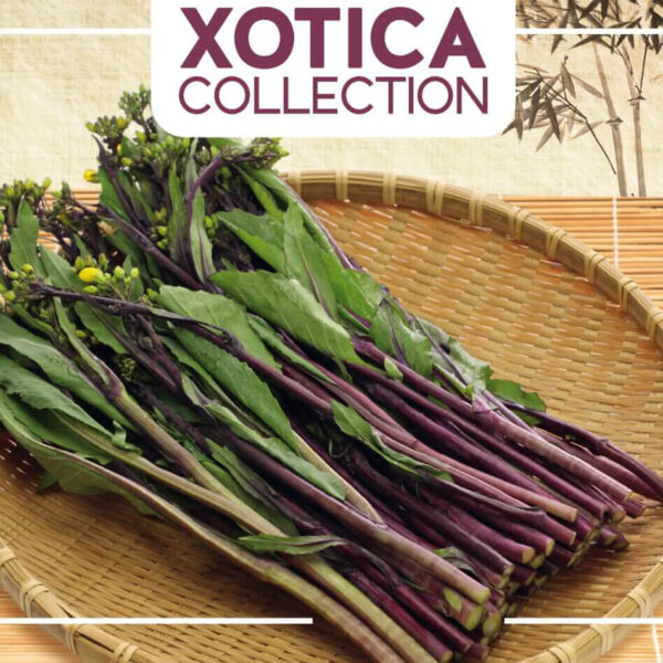 Xotica Hon Tsai Tai Choy Sum Lilla | Tomatdatabasen